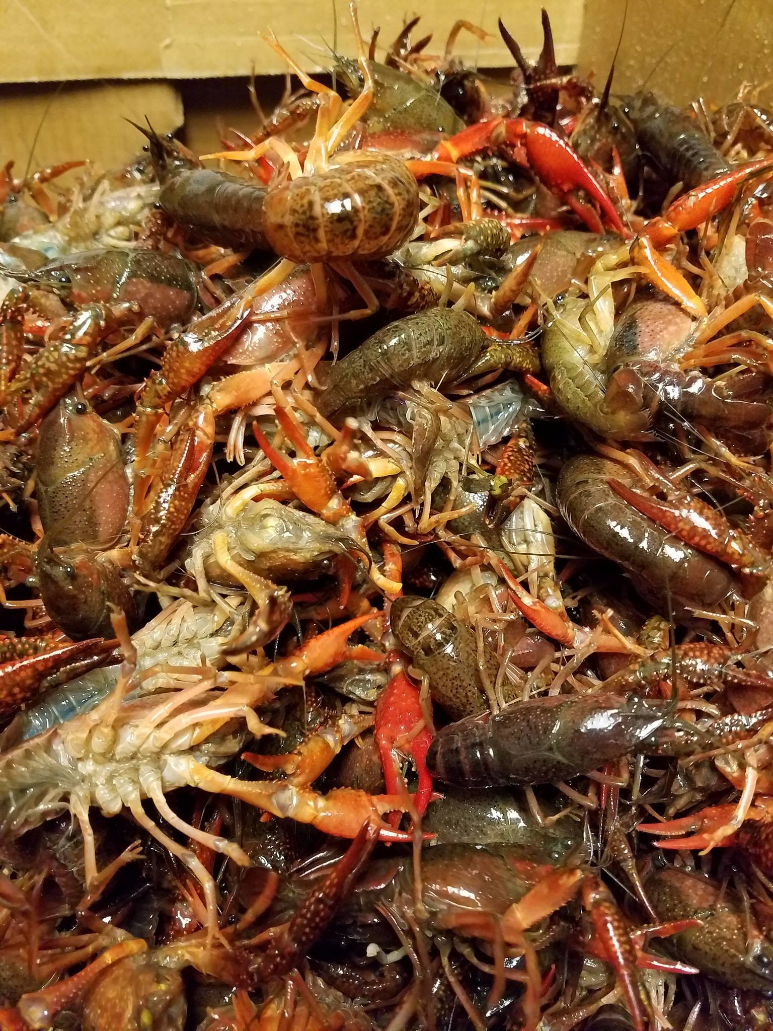 Crackin’ Crab Seafood Boil - Superola