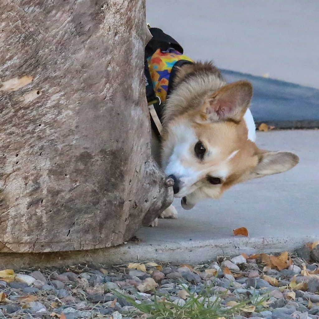 True Colors Photography - Superola